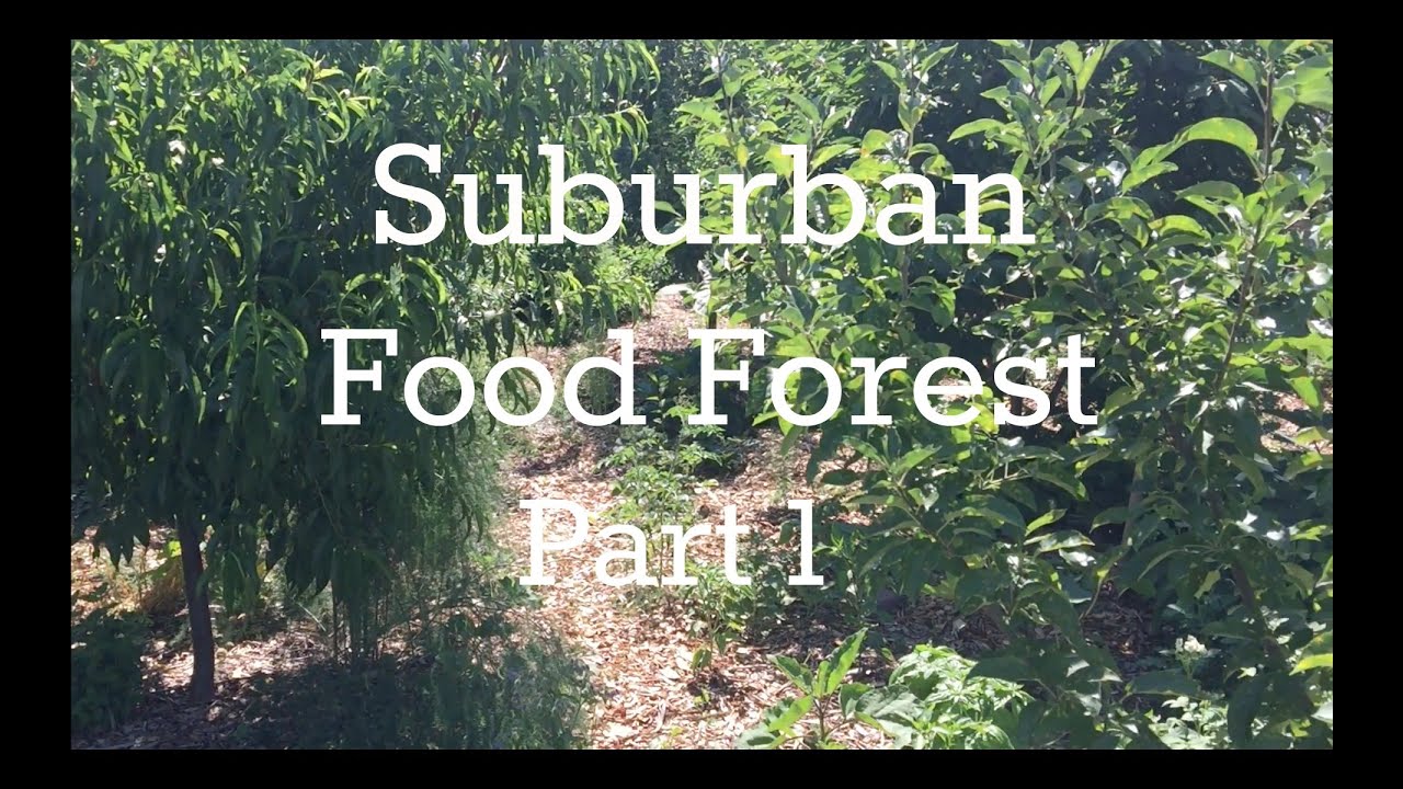Suburban Food Forest, July 6th Part 1 - YouTube
