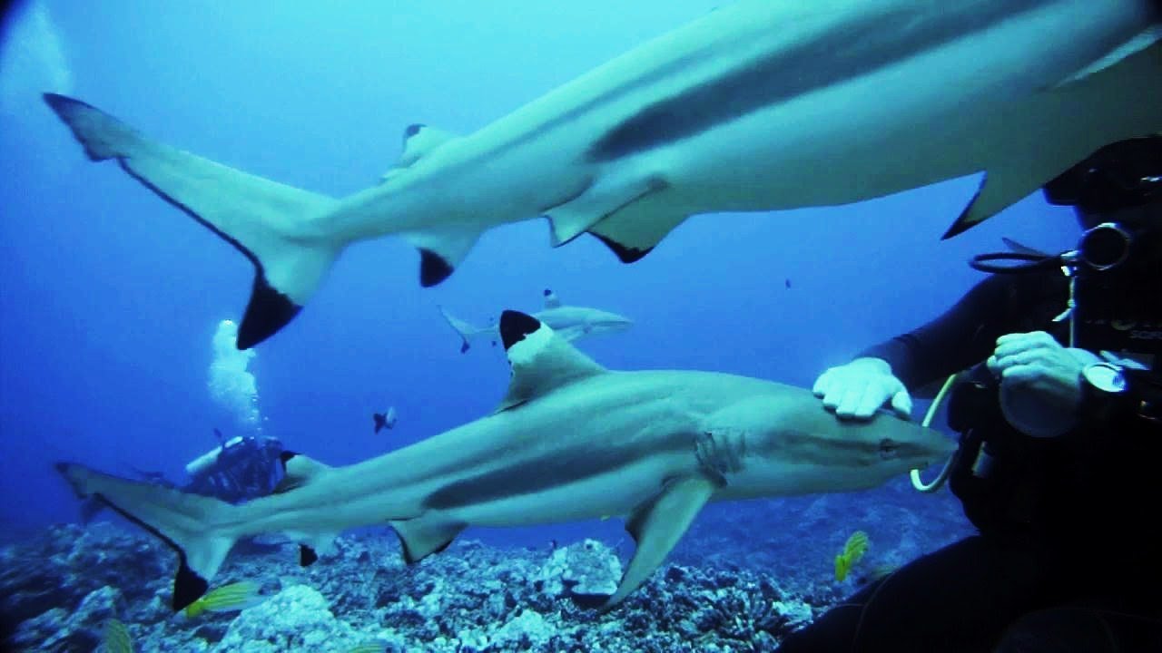 GoPro : Diving SHARKS Moorea Tahiti - YouTube