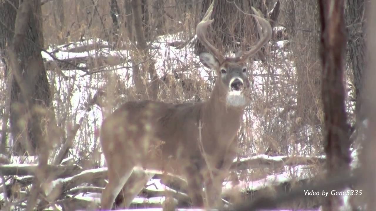 Iowa White-tail Deer - Big 10 Point Buck - YouTube