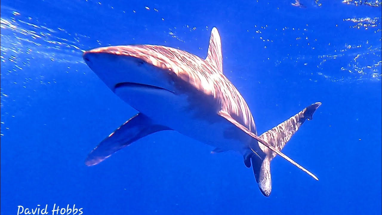 Oceanic White Tip Sharks in the Bahamas at Cat Island 17th May 2023 ...