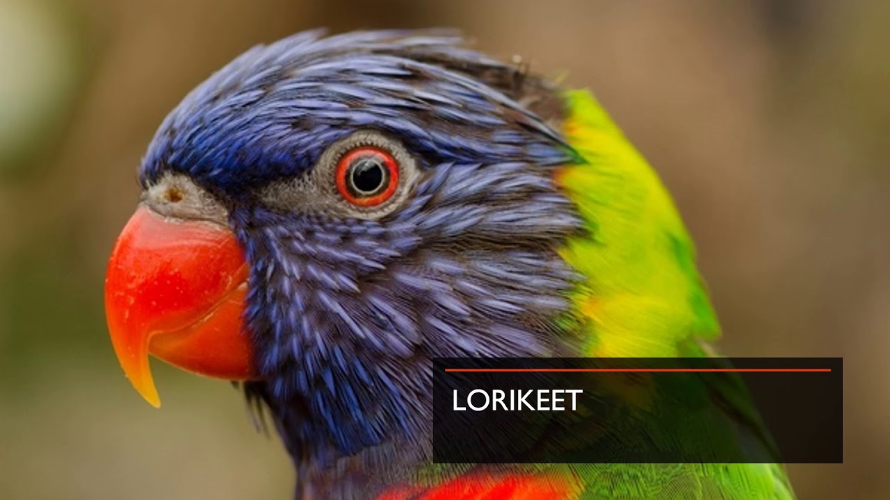 Bird names in english and telugu for kids | part 1 - YouTube