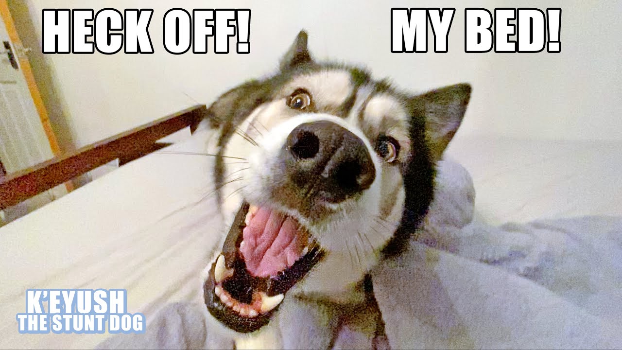 Arguing Husky Won't Get off My Bed! Trying to Change Bedding! - YouTube