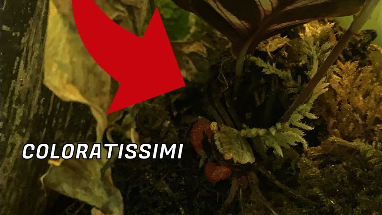 Aggiungo dei GRANCHI VAMPIRO nel paludario || Update Paludario - YouTube