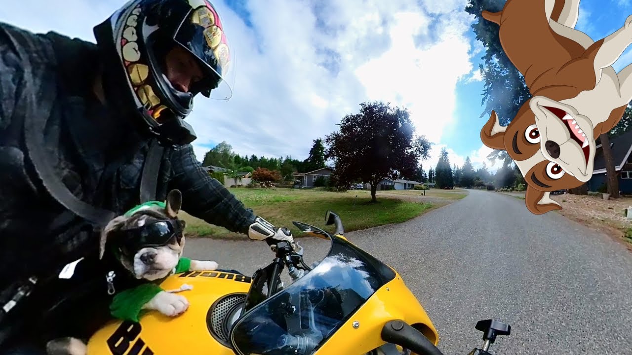 Buell fire bolt puppy learns to ride - YouTube