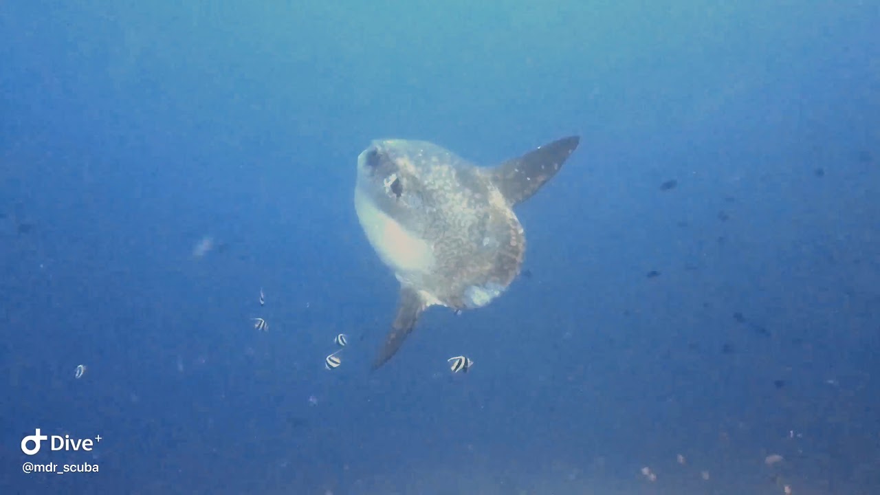 Holy Mola Mola - YouTube