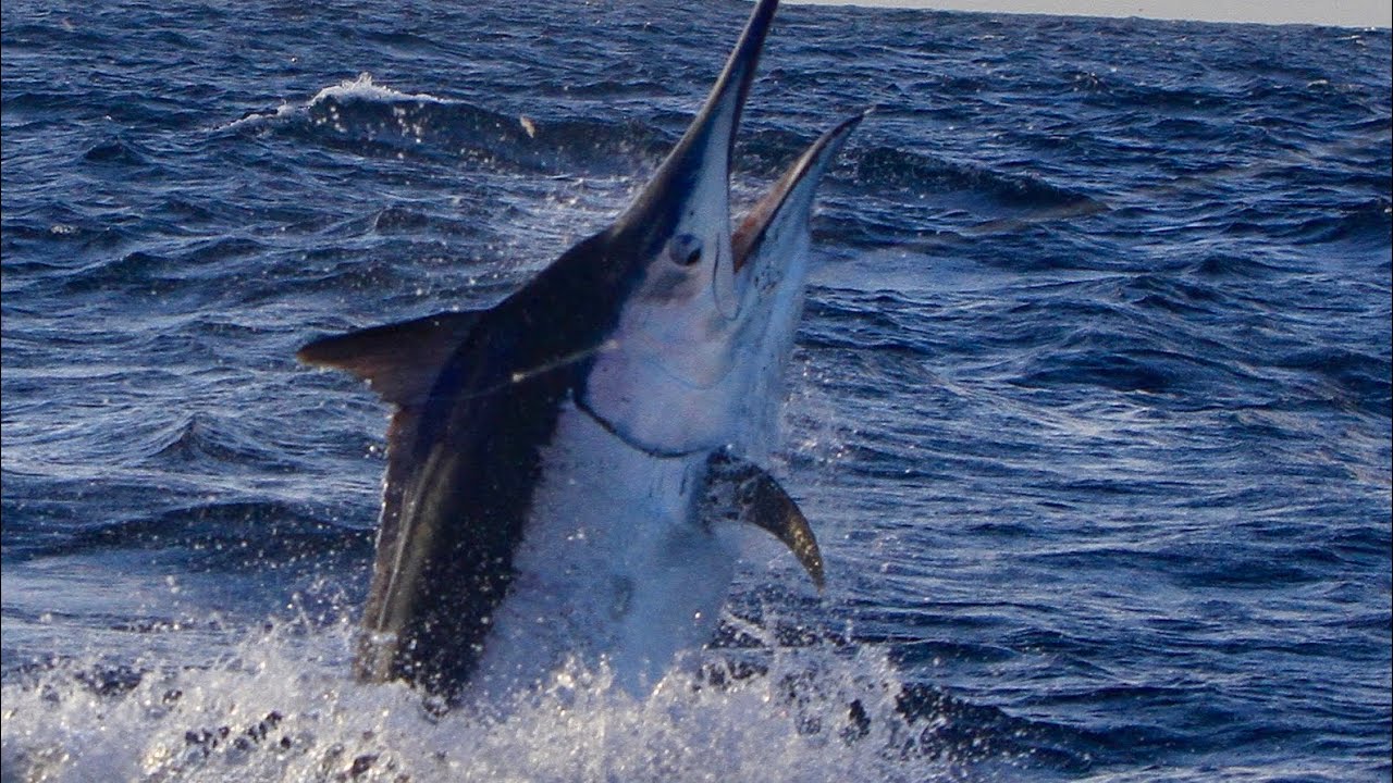 950 LB Black Marlin - Just Jumps - Australia Great Barrier Reef Black ...