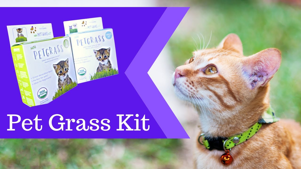Pet Grass Kit//Organic Mini - YouTube
