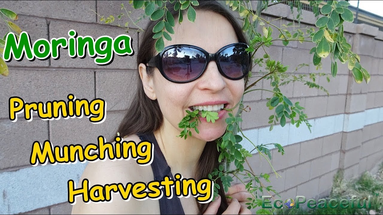 Harvesting, Pruning Moringa Oleifera - Mojave Desert Las Vegas, Nevada ...