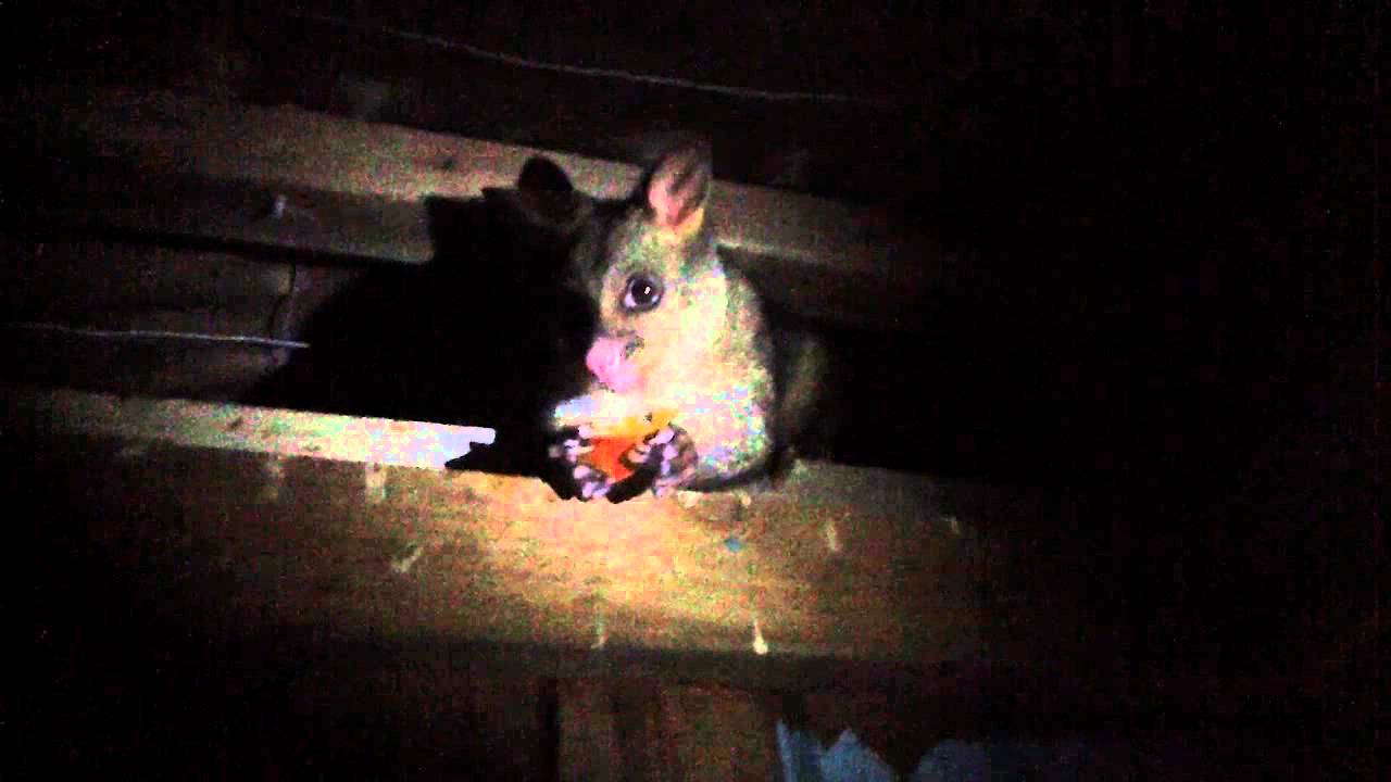 Friendly Possum in the garden - YouTube