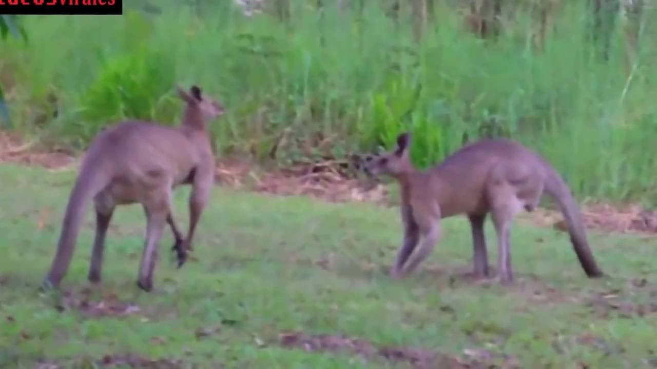 canguros peleando - YouTube