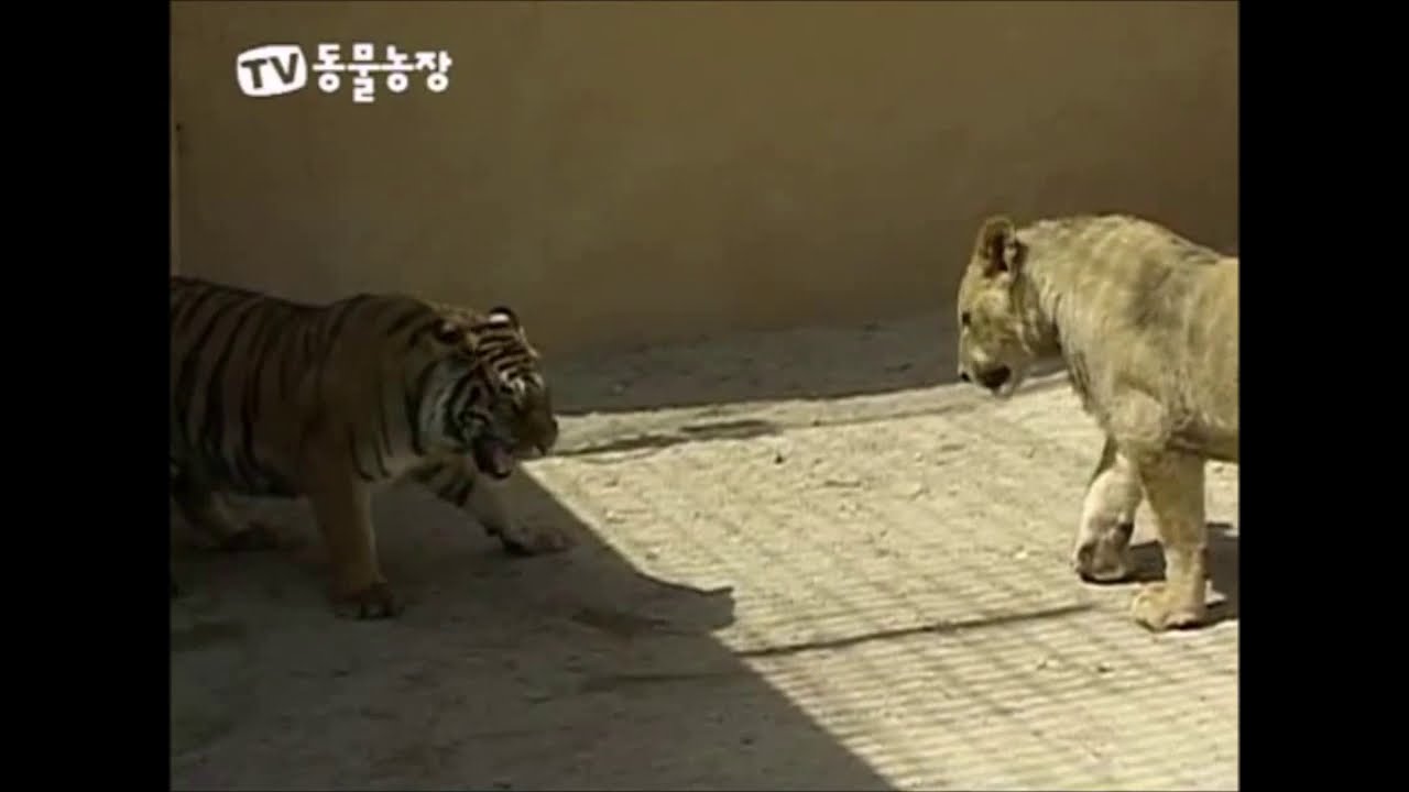 Tiger vs Lion (Tiger throwing around Lions) - YouTube
