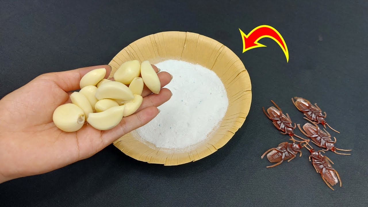Eliminate Cockroaches Without Pesticides! Just Use a Bunch of Garlic to ...