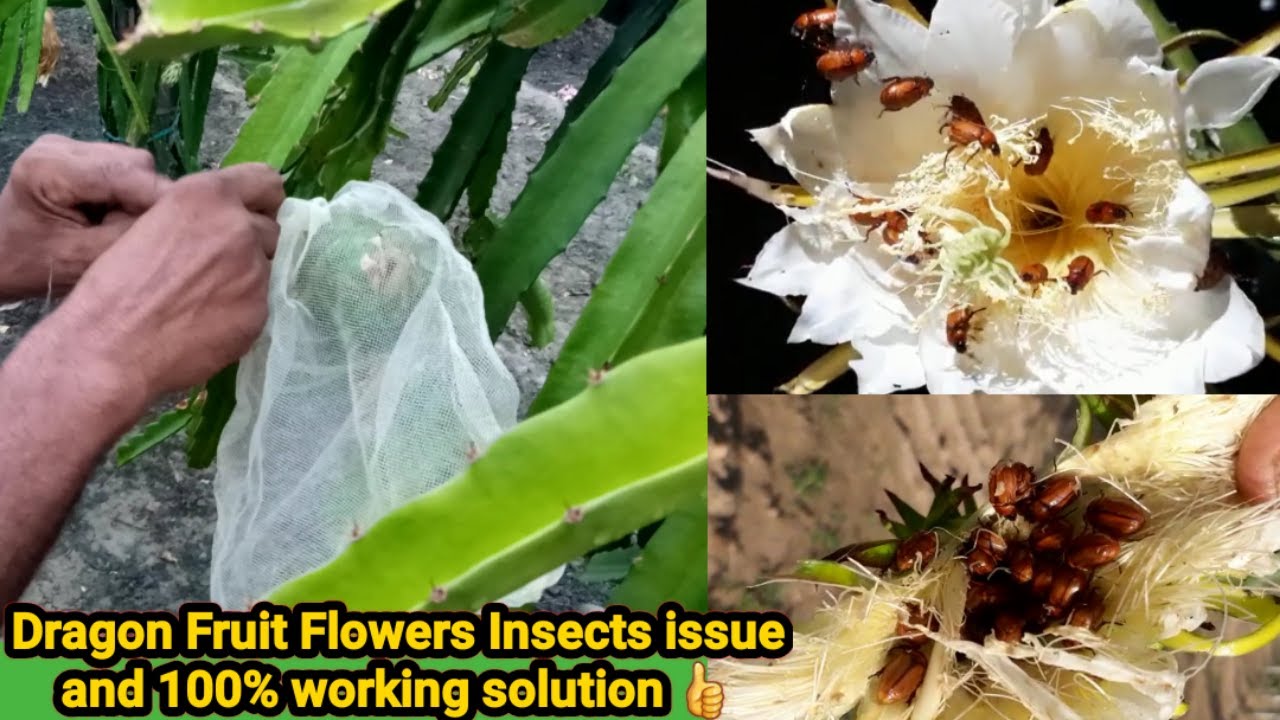 How to Protect Dragon Fruit Flowers from insects and others diseases ...