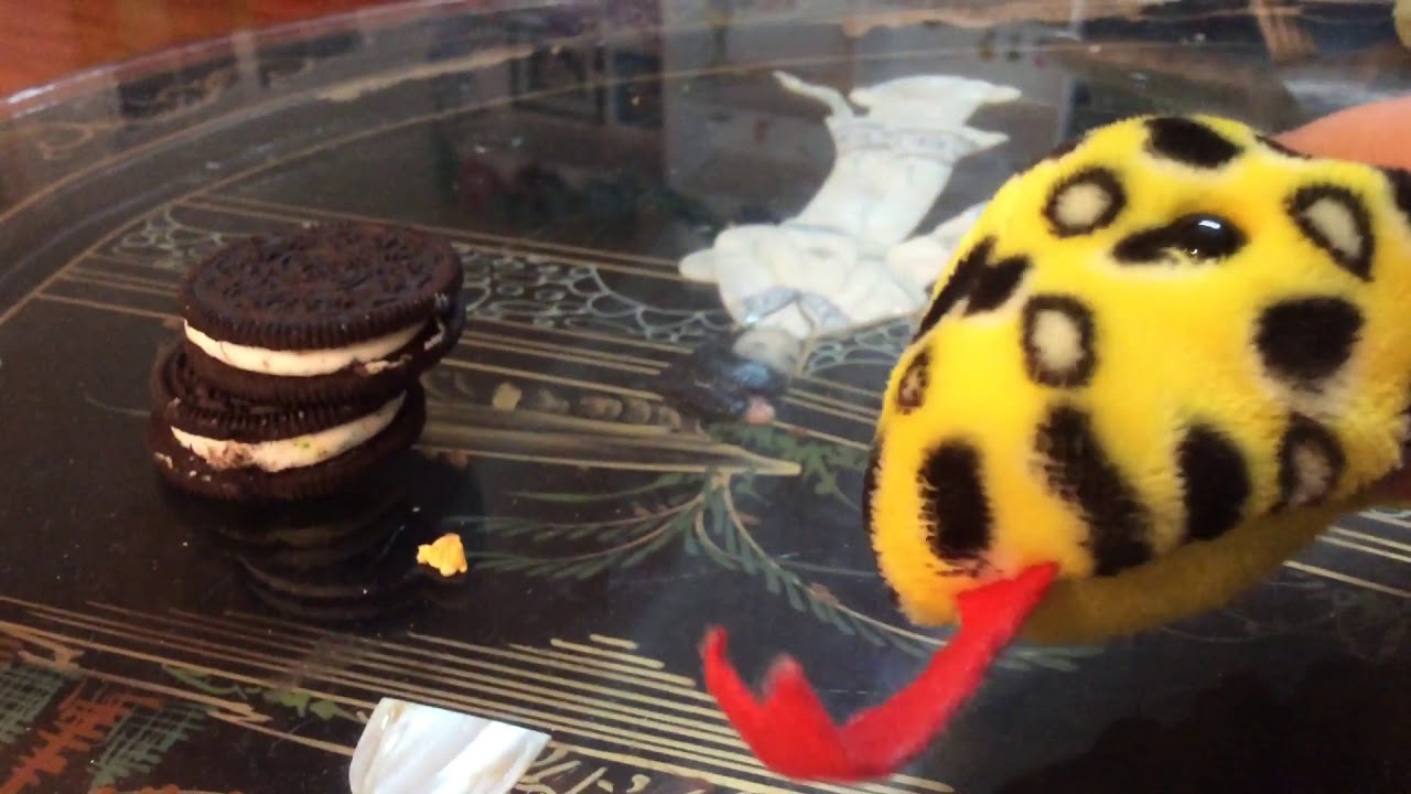 Snake gets diabetes - YouTube