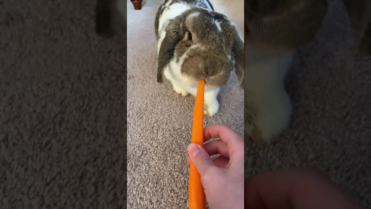 Rabbit Steals Carrot 🥕 - YouTube