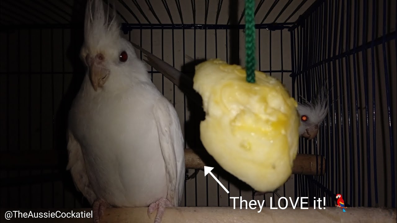 Today I Gave My Cockatiels Petha (Ash Gourd) for the First Time! 🦜 ...