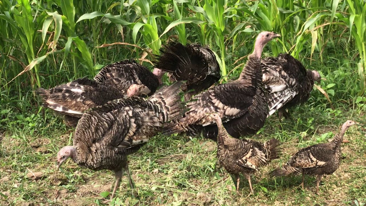 টার্কি মুরগির লালন পালন পদ্ধতি । The method of rearing turkey chicken ...