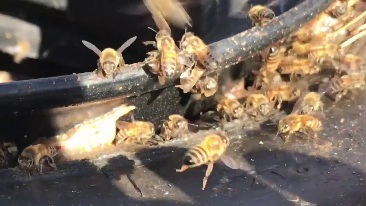 Killer Educational Bee Removal. Made for Teachers Who Keep It Real ...