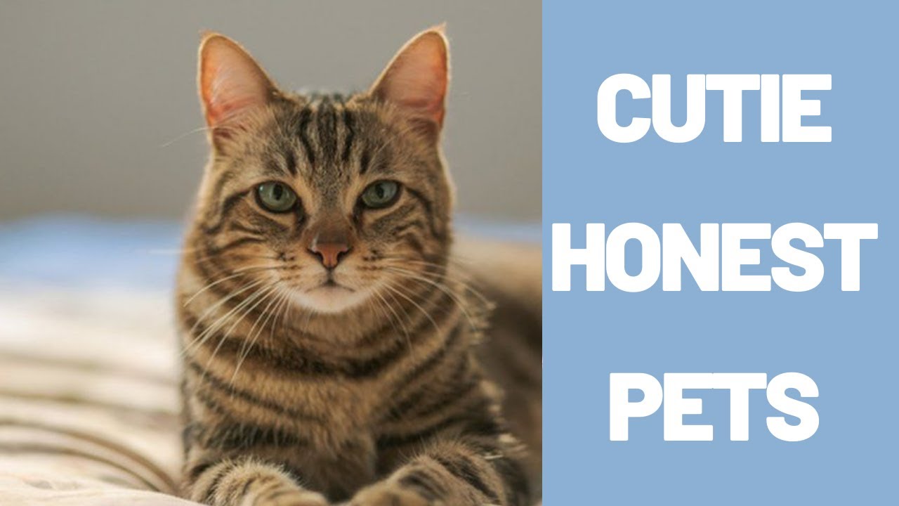 Cute kittens cat || Honest pets. #honestpets - YouTube