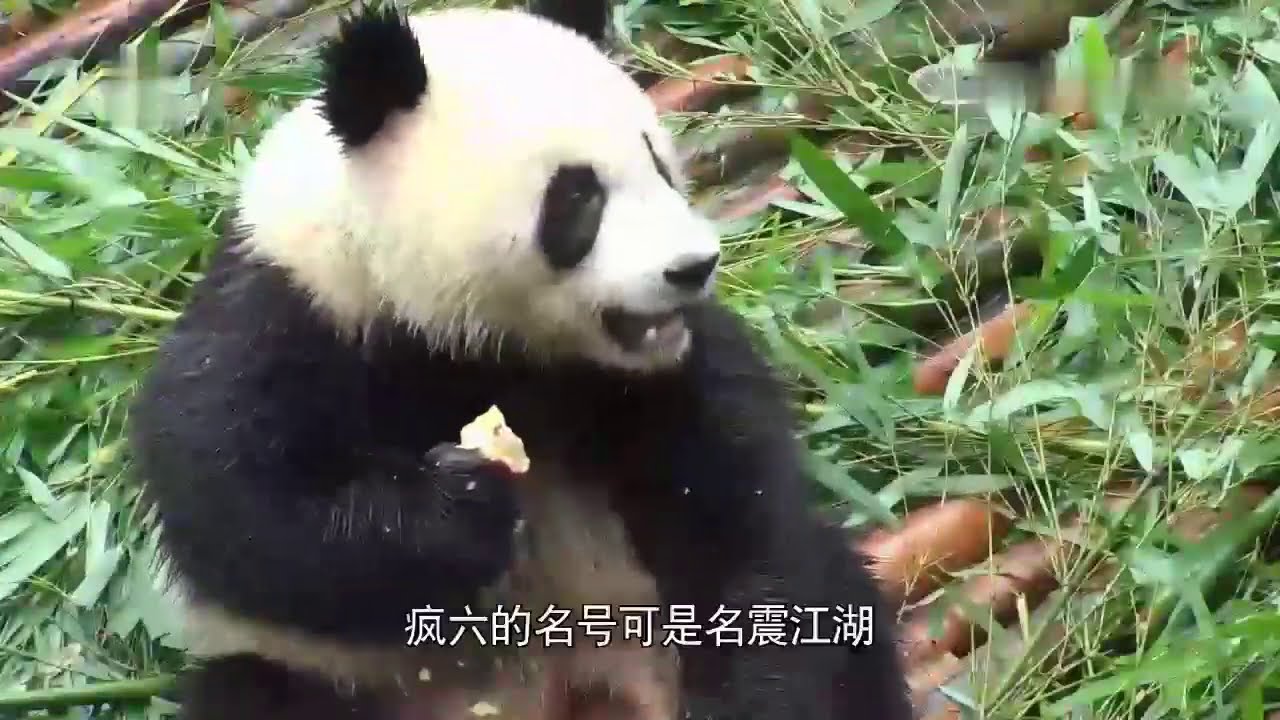 High-end and atmospheric panda goddess-Chengda 19 - YouTube