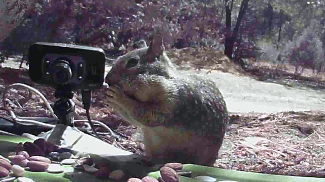 California Ground Squirrels filling cheek pouches in slow motion - YouTube