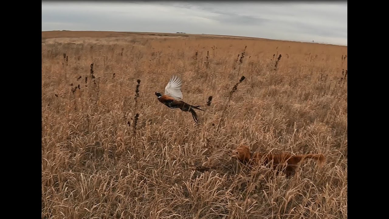 Fun Iowa Pheasant hunt 2023 - YouTube