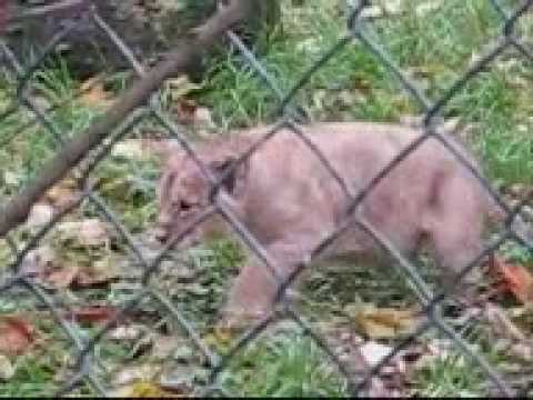 RIP BABY LION CUB - YouTube