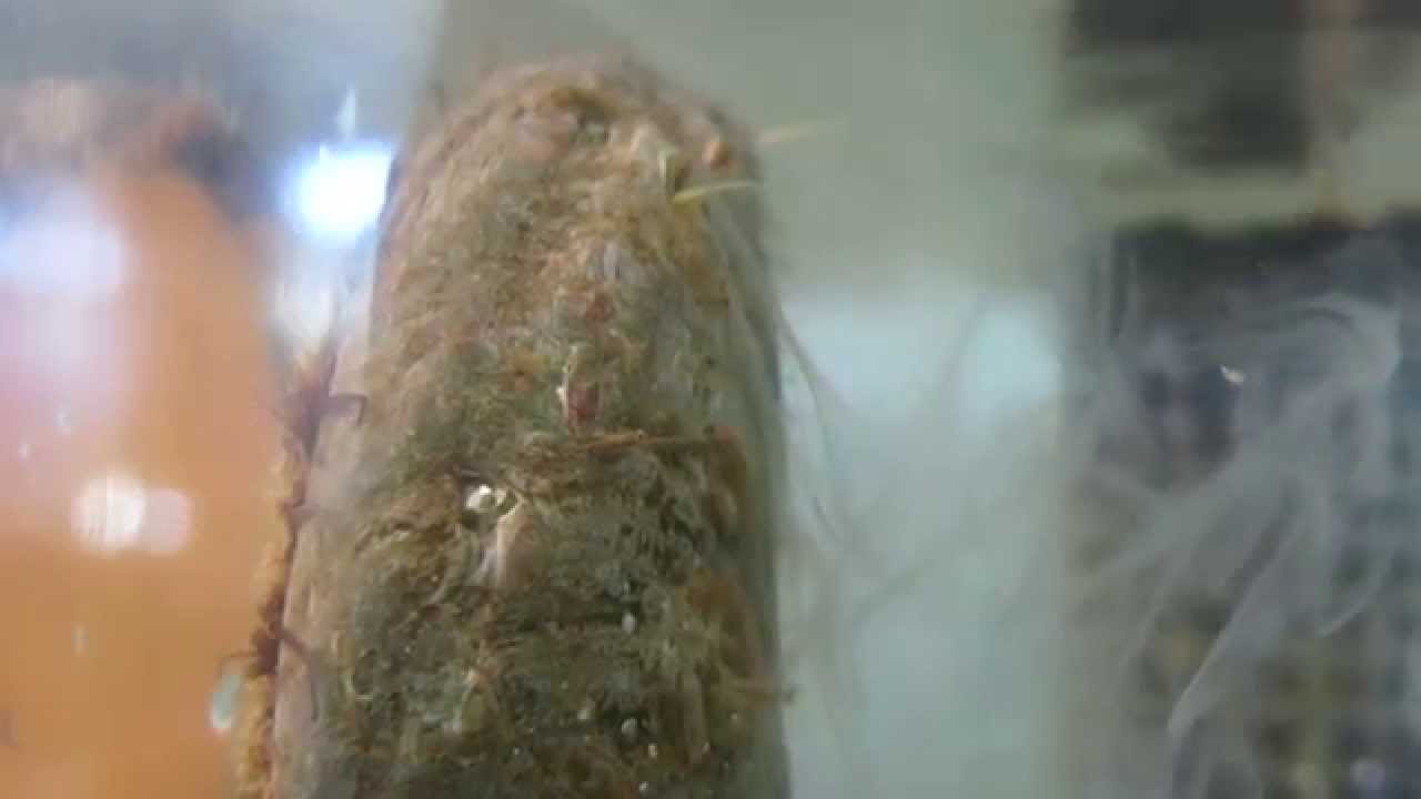 Pinto Abalone Spawning - YouTube