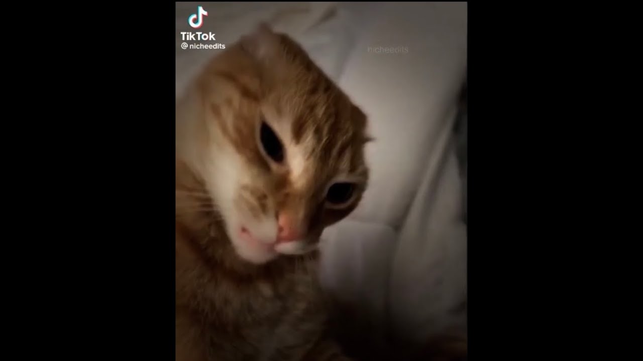 a VERY Random TikTok Edits [17] - YouTube