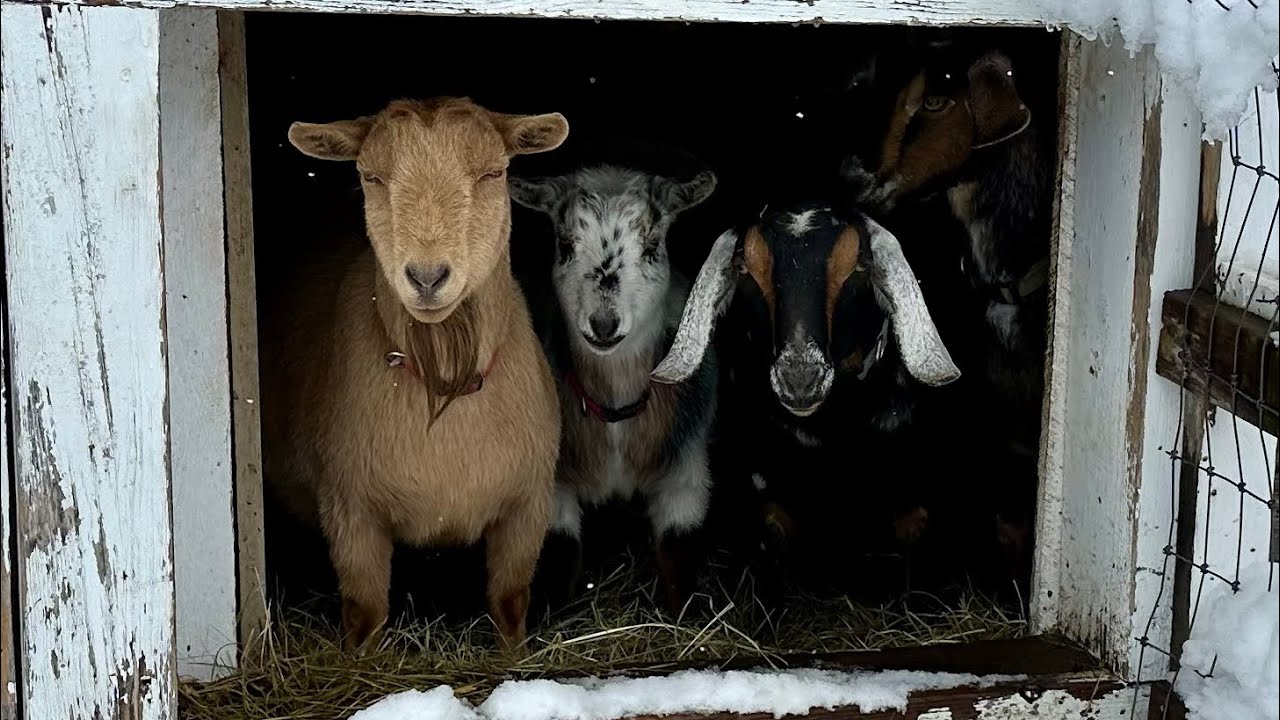 Goats aren’t fans of April blizzard! - YouTube