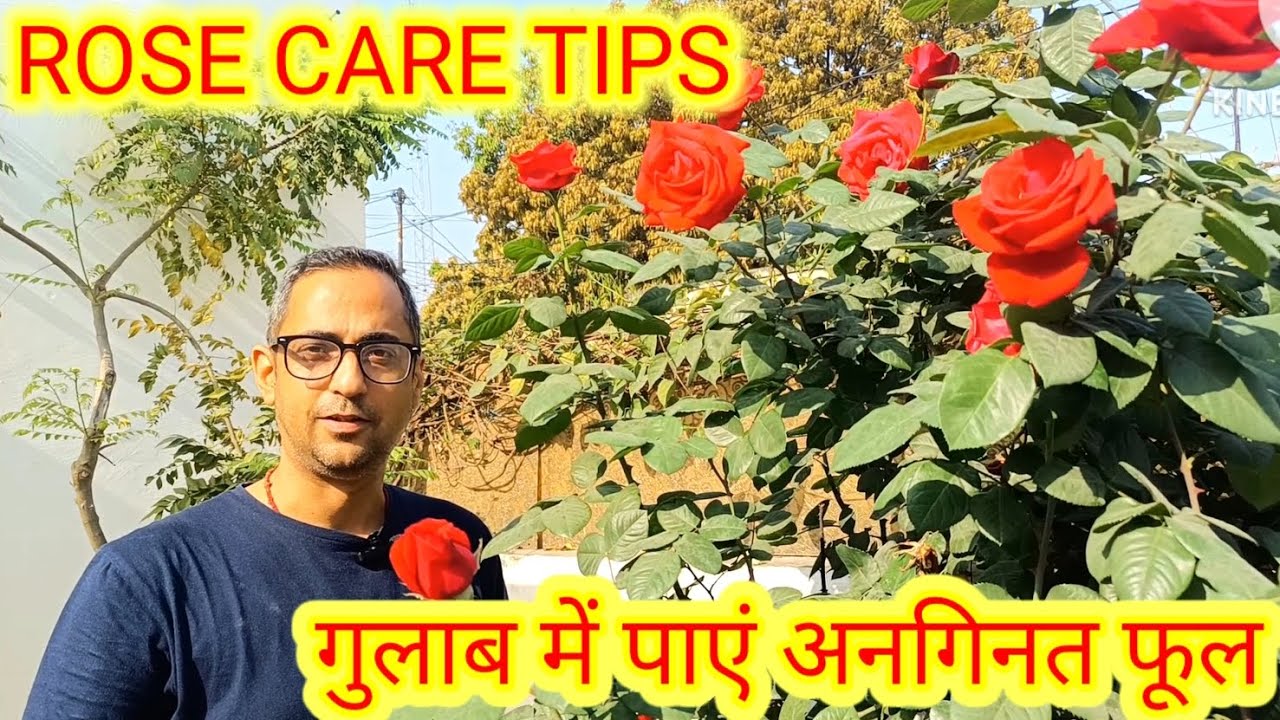 Rose care tips गुलाब पर पाएं अनगिनत फूल secret to make rose plant bloom ...