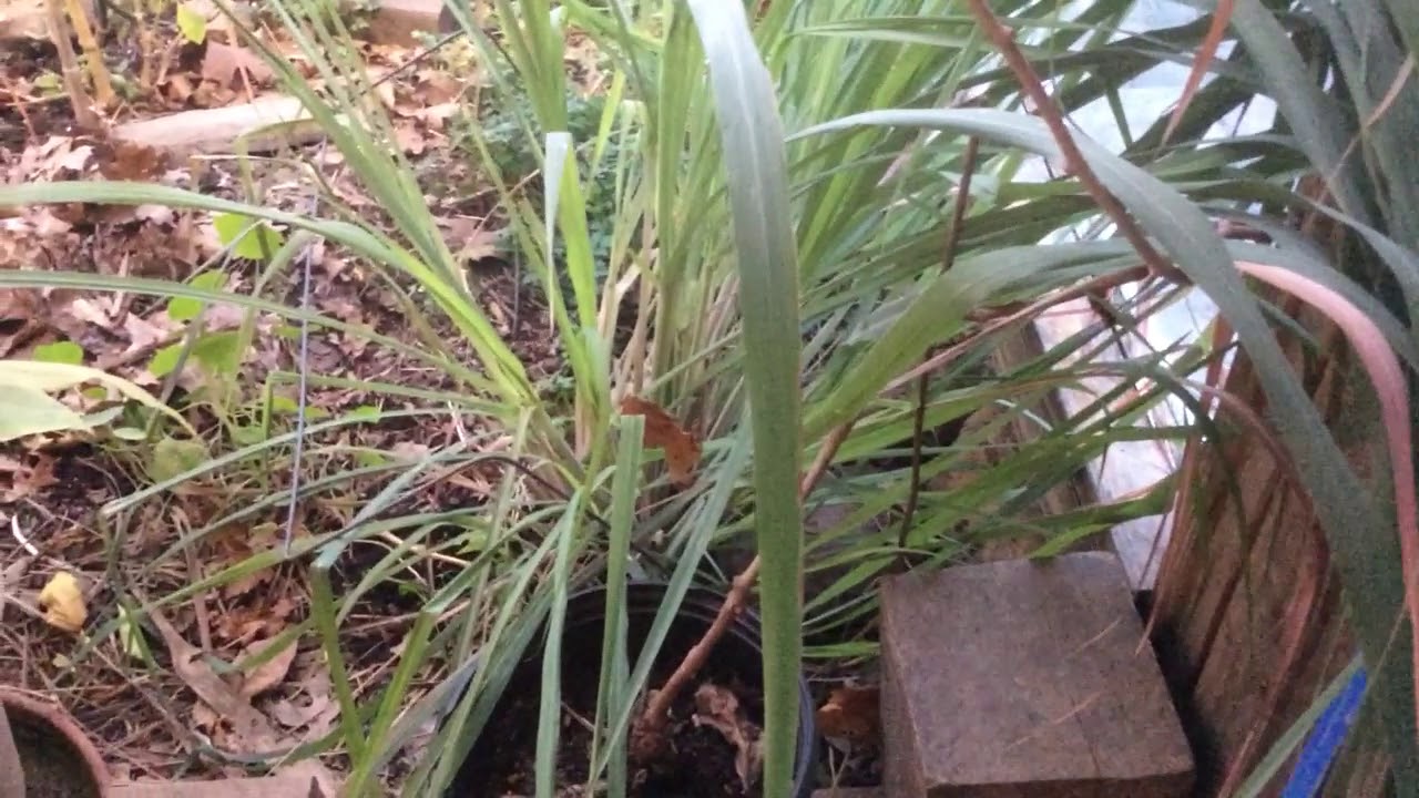 Windberry Farm Greenhouse 12/31/17 Part One - YouTube