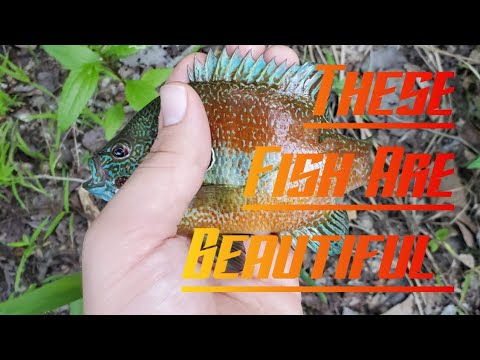 This Hole is LOADED With Sunfish - YouTube