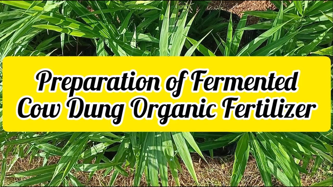Preparation of Fermented Cow Dung Organic Fertilizer - Step by Step ...