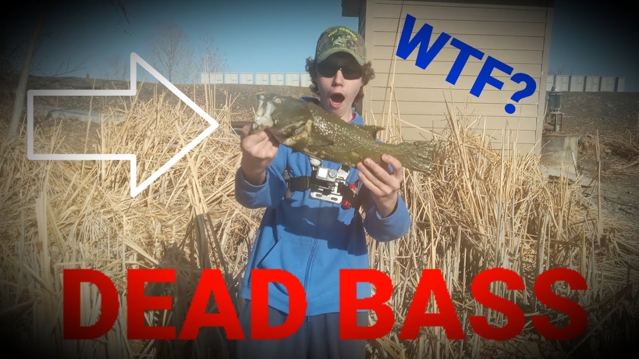 DEAD BASS Found While Fishing With a Sub!!! (Pond Fishing) - YouTube