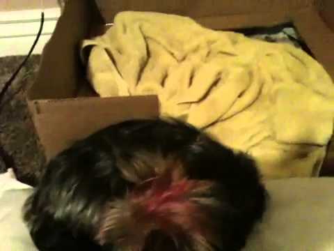 Yorkie giving birth to puppies! - YouTube