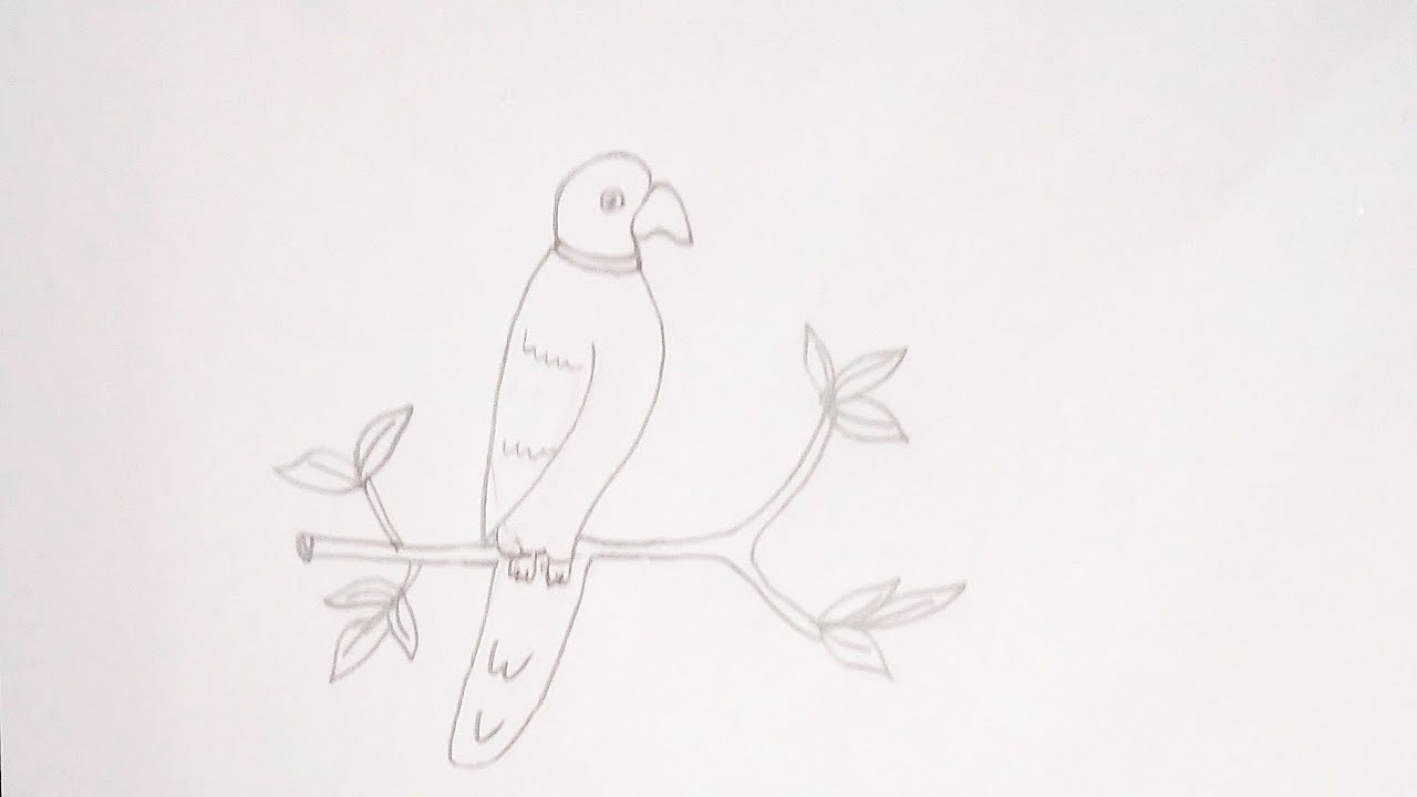 🦜 parrot drawing||pencil Sketch parrot art with simple and nature very ...
