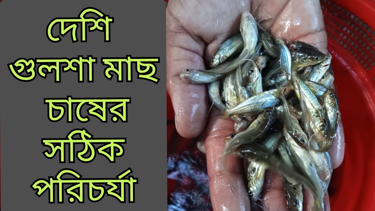 গুলসা মাছ চাষের পরিচর্যা|গুলশা মাছ চাষ পদ্ধতি ও খাবার|Gulshan fish ...