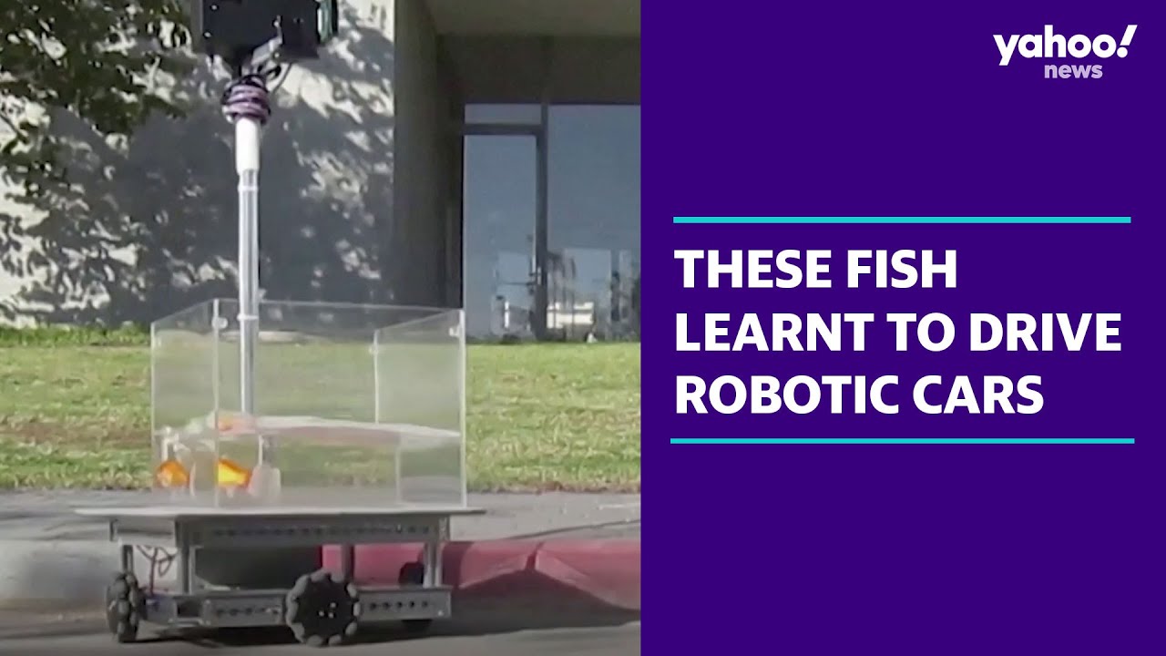 These goldfish learnt to drive robotic cars | Yahoo Australia - YouTube