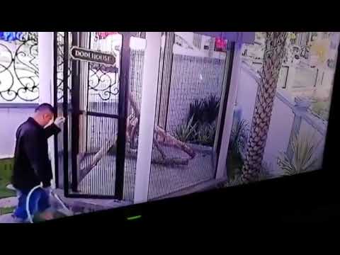 Viral kucing dato aliff syukri terlepas. ini penjelasan sebenar - YouTube