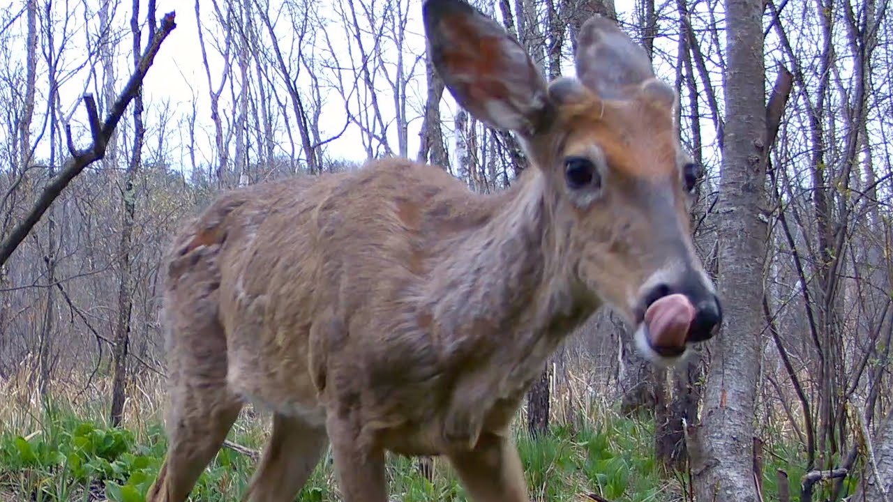 Whitetail Deer - Spring Bucks and Pregnant Does - YouTube