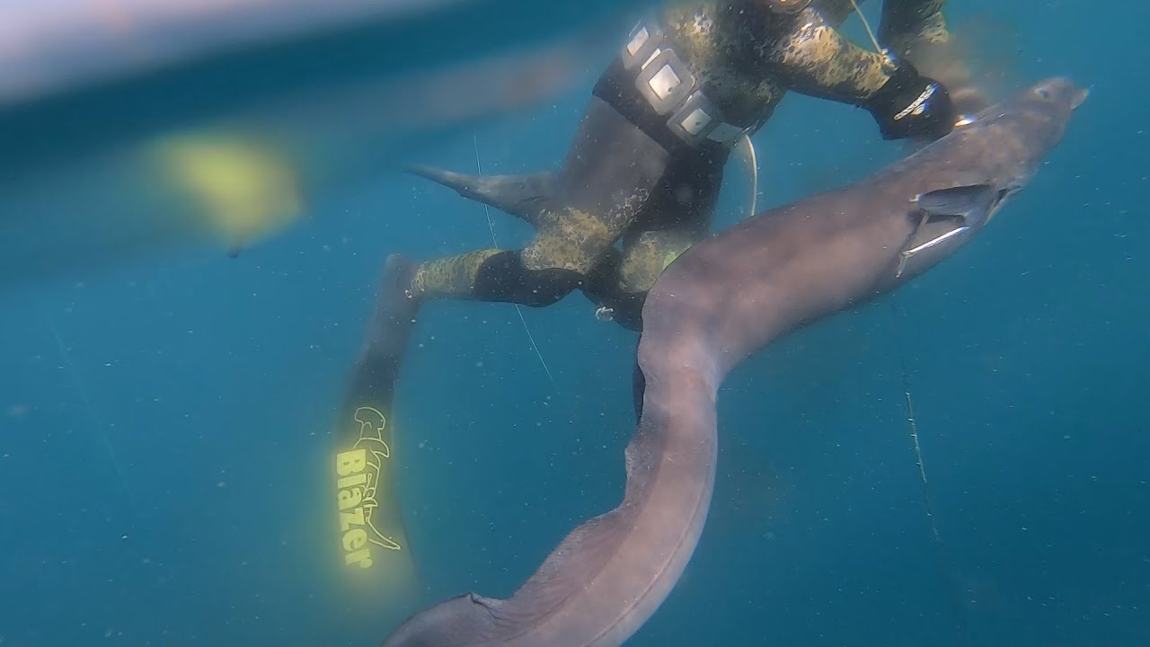 pesca submarina captura de un congrio gigante - YouTube