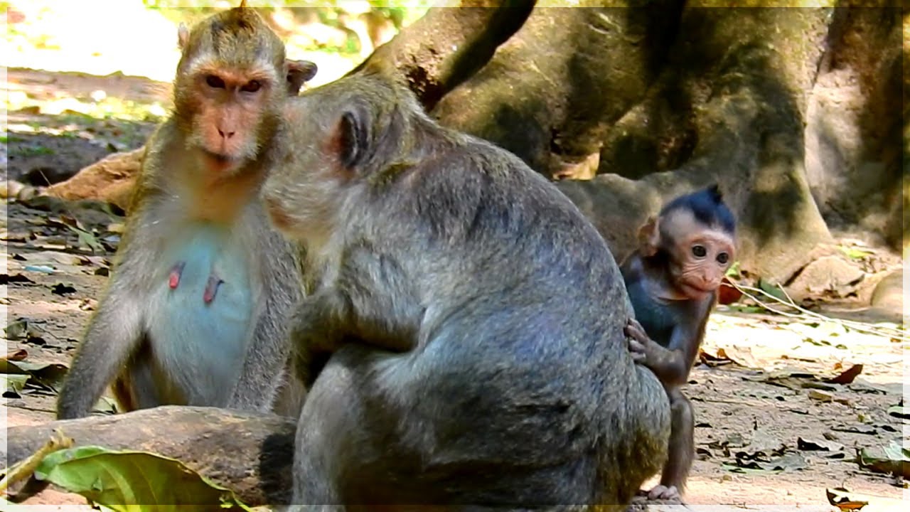 Monkey Bonita & Anita escape so fast from Jinx when April coming | Jinx ...