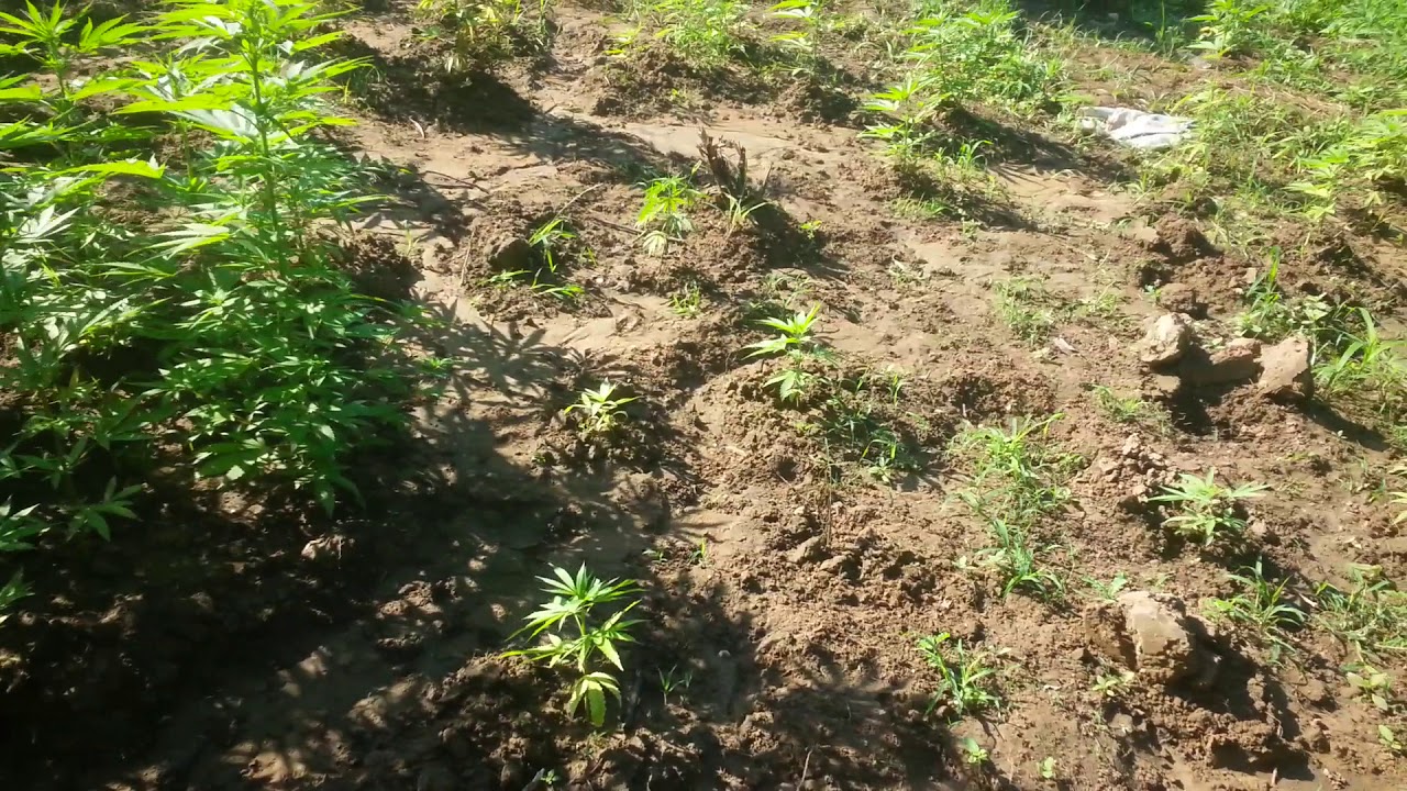 Out Door Auto Grow Weed plats - YouTube