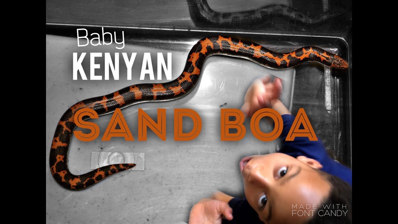 Kenyan Sand Boa from XYZ Reptiles Unboxing, & Bioactive Setup ! - YouTube