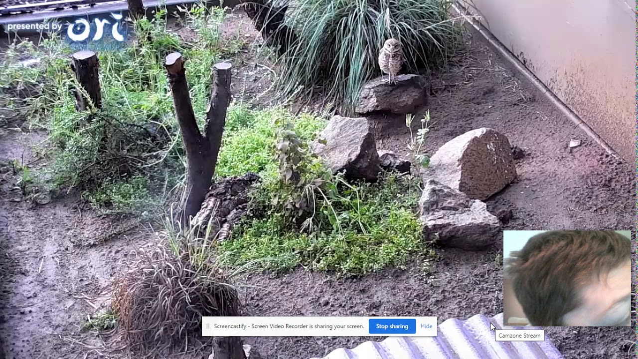 Live Owl Cam - YouTube