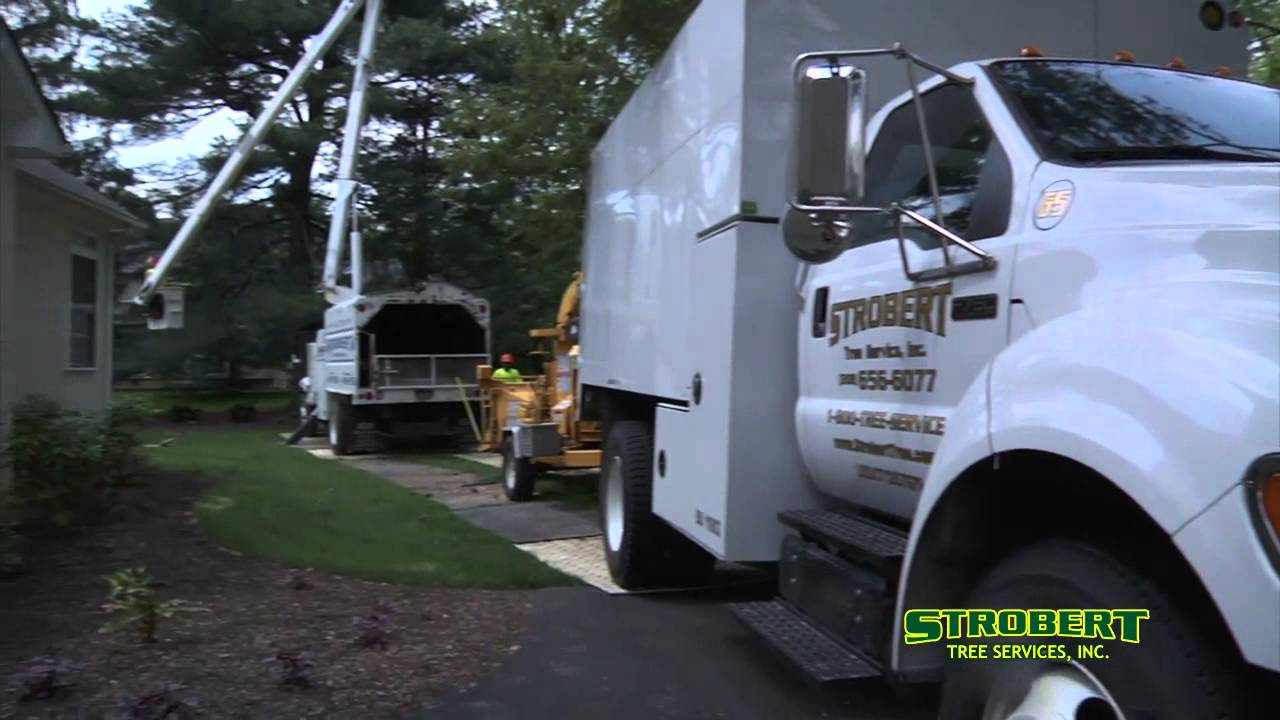 Tree Removal in Claymont DE | Strobert Tree Services - YouTube