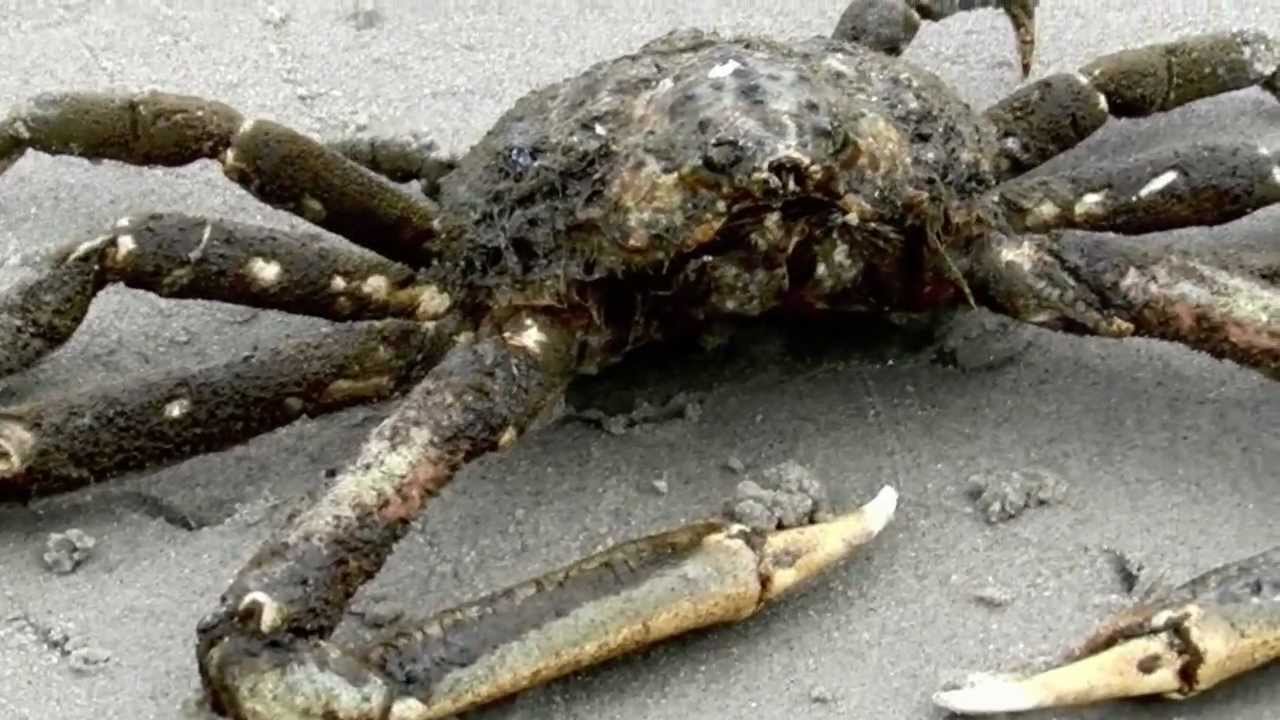 Ugly Crab on Brighton Beach..mov - YouTube