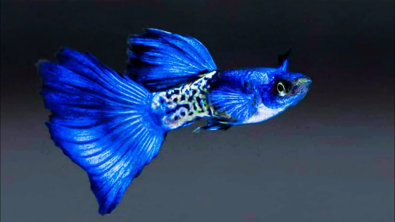 Guppy Channel-10 Most Beautiful Guppies |Beautiful Guppy Fish Everyday ...