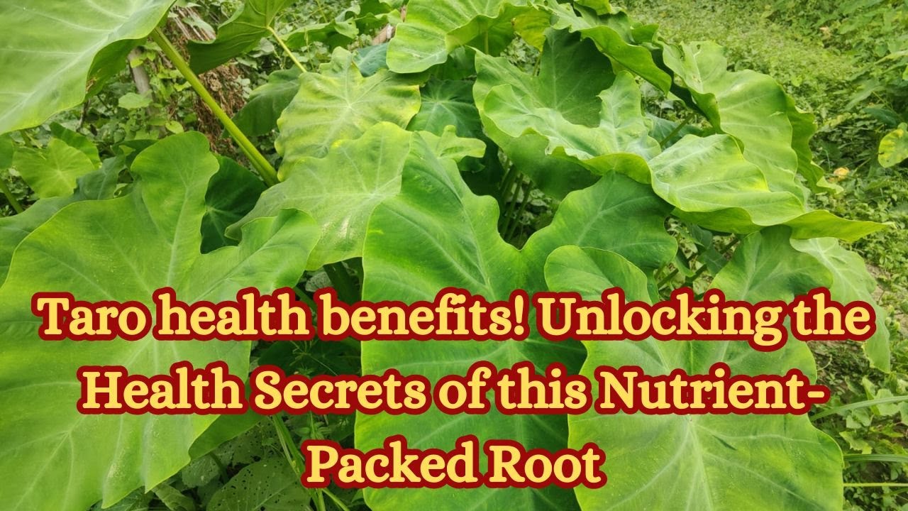 Taro health benefits! Unlocking the Health Secrets of this Nutrient ...